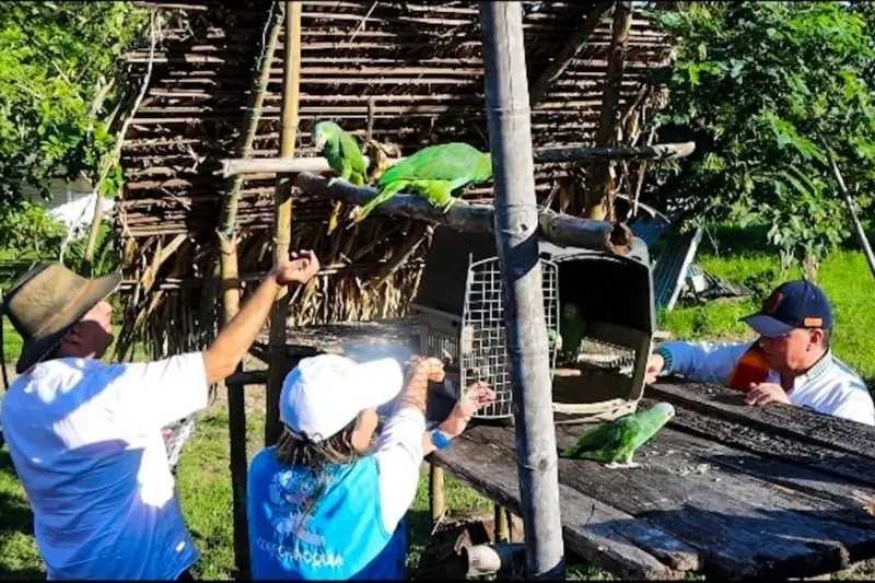Operación Arca de Noé: Corporinoquia y Carder rescatan a 445 animales de la fauna silvestre ...