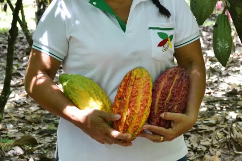 Cacao araucano representará a Colombia en los International Cocoa ...