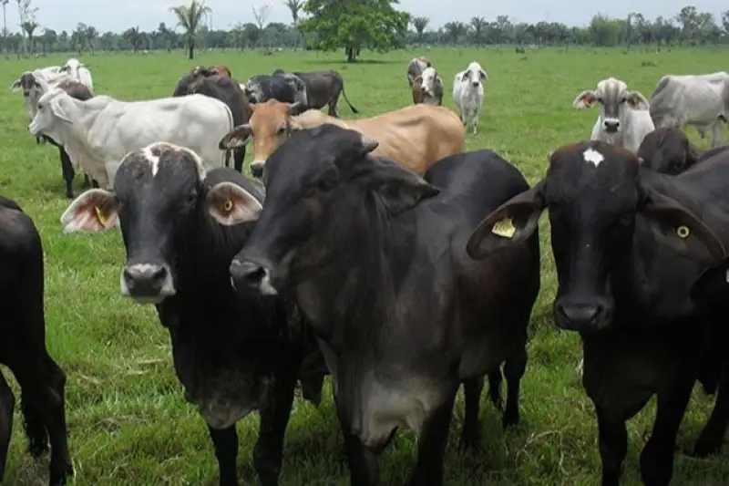 Cierre de oficinas del ICA en la Esmeralda, Arauquita paraliza comercialización ganadera Llanera.com