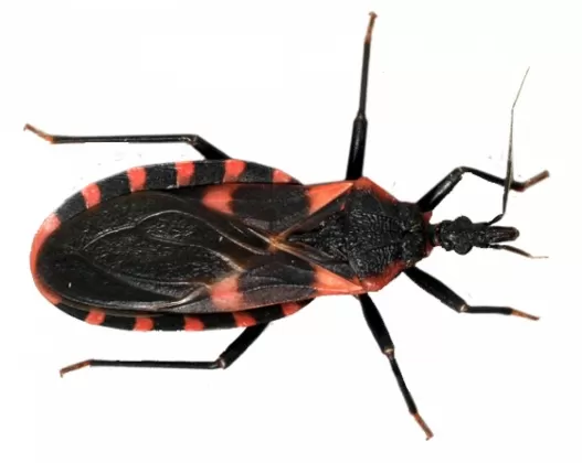 El Meta da conocer como prevenir la enfermedad de Chagas, producida por ...